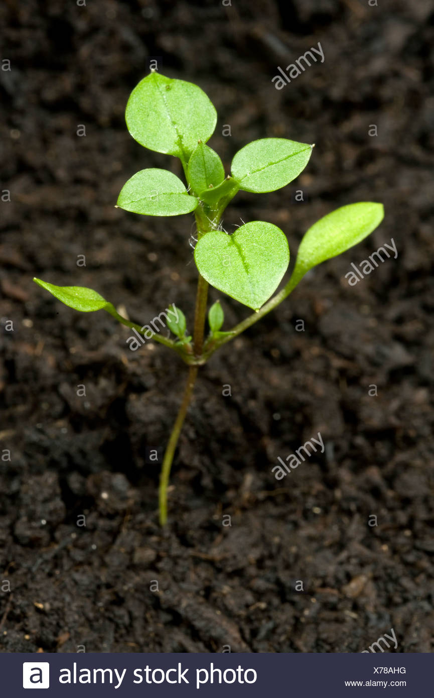 Chickweed Stellaria Media Seedling Cotyledon High Resolution Stock ...