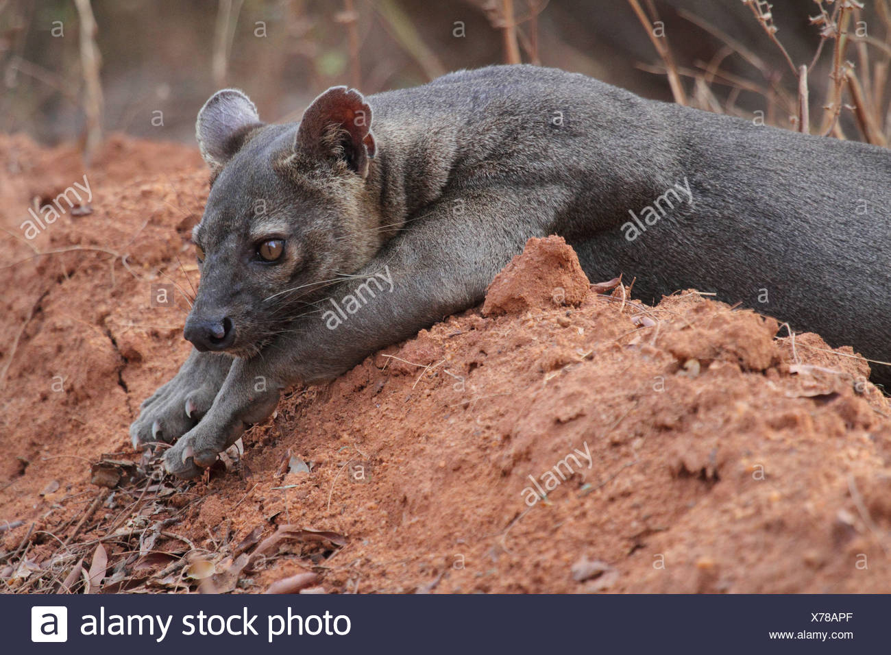 Fossa Animal High Resolution Stock Photography and Images - Alamy