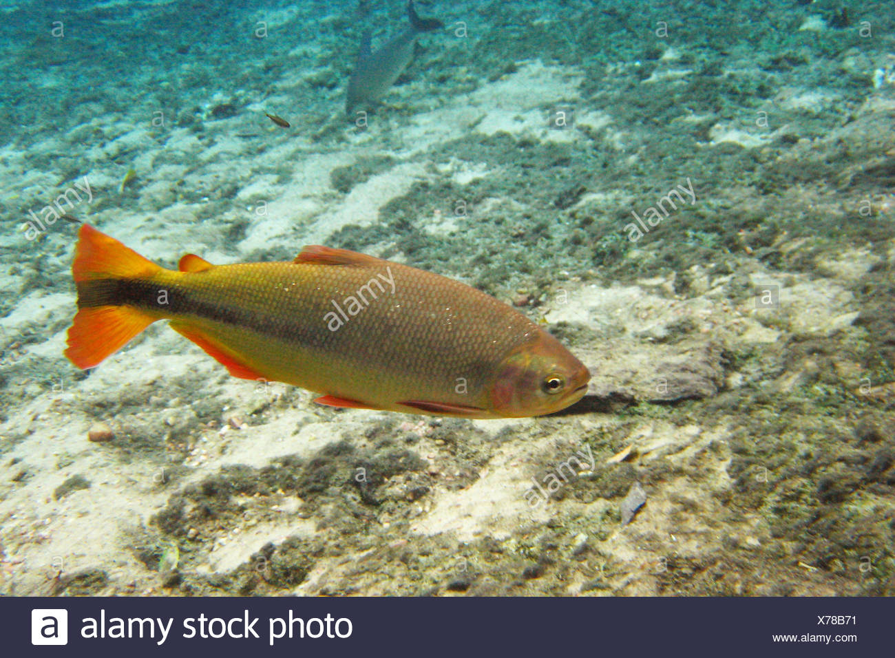 Piraputanga High Resolution Stock Photography and Images - Alamy