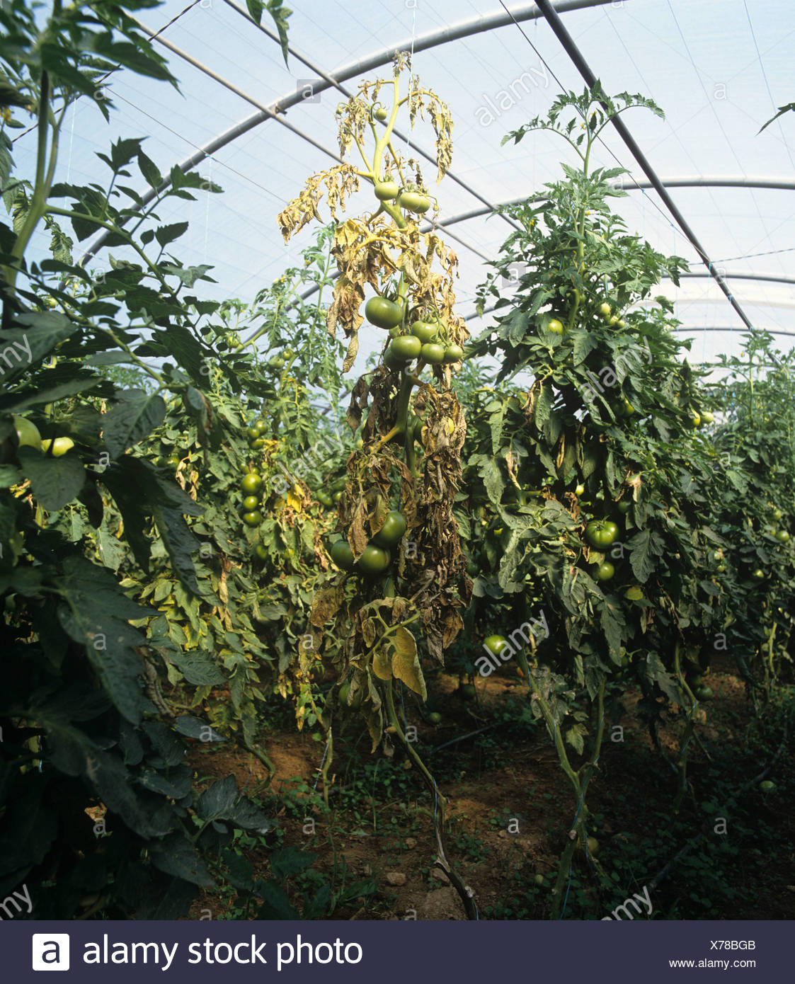 Basal Rot High Resolution Stock Photography and Images - Alamy