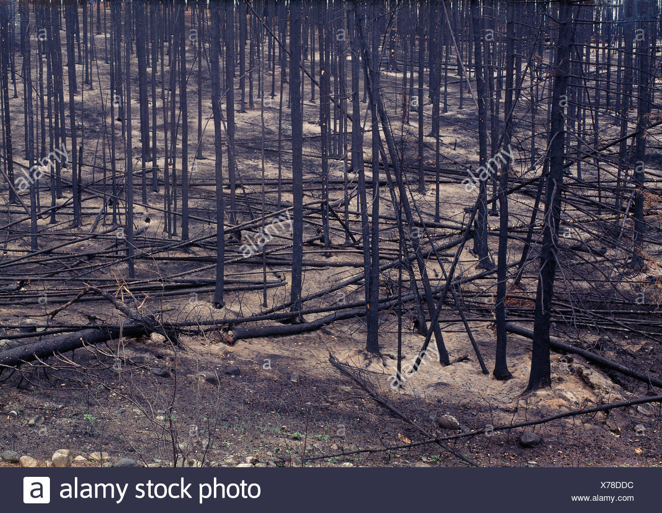 Burned Down Stock Photos & Burned Down Stock Images - Alamy