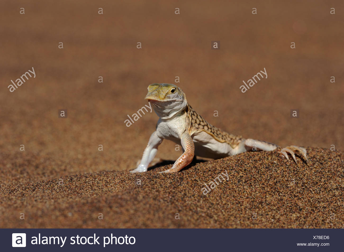 Reptiles Lizards Desert Namibia High Resolution Stock Photography and ...