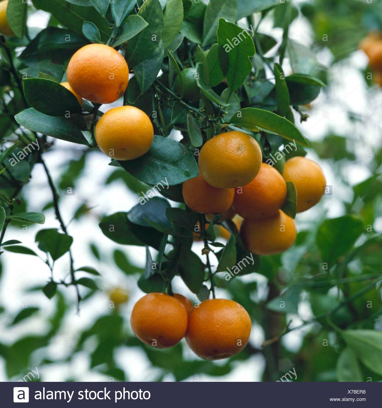 Citrus Microcarpa Stock Photos & Citrus Microcarpa Stock Images - Alamy