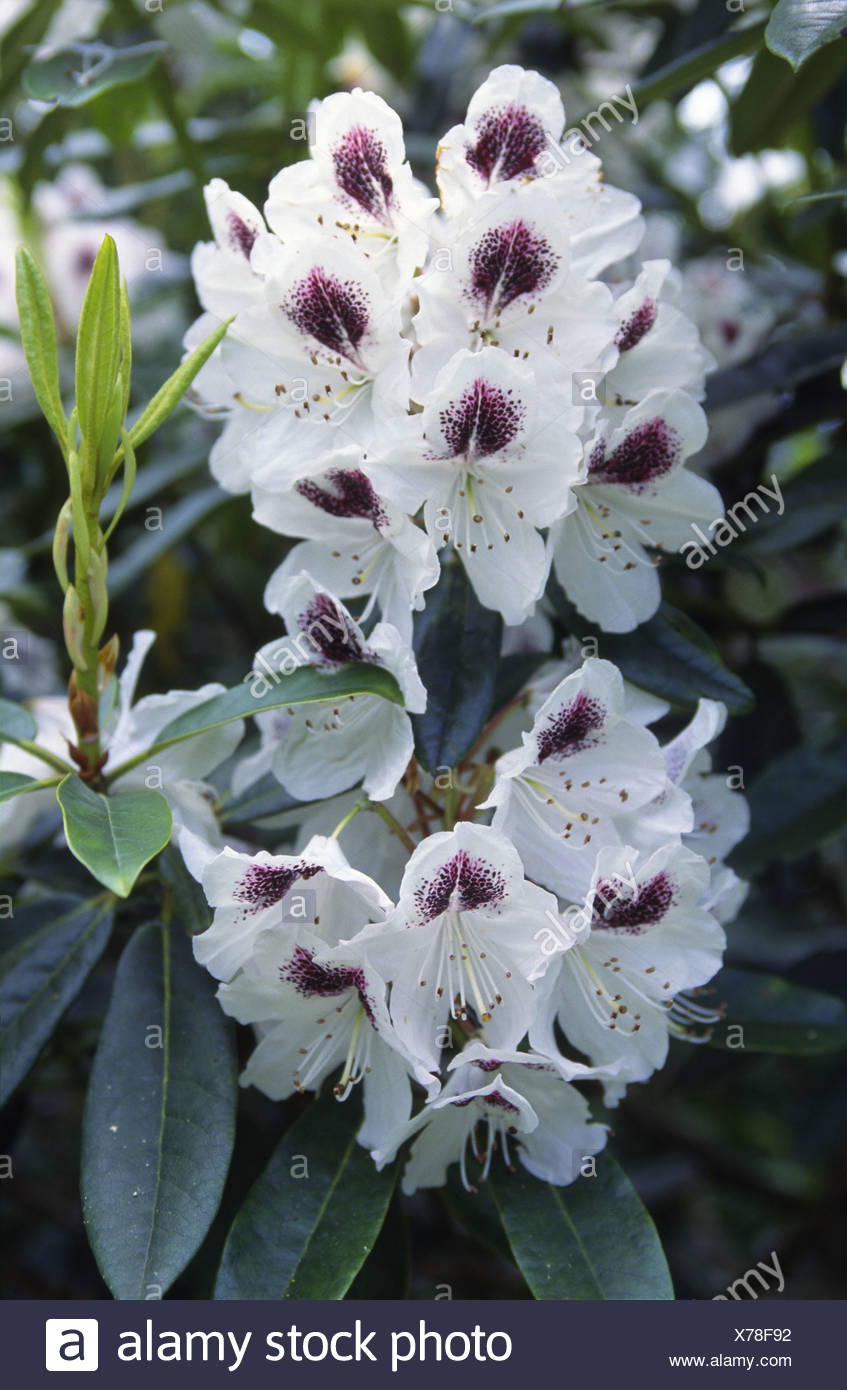 Sappho High Resolution Stock Photography and Images - Alamy