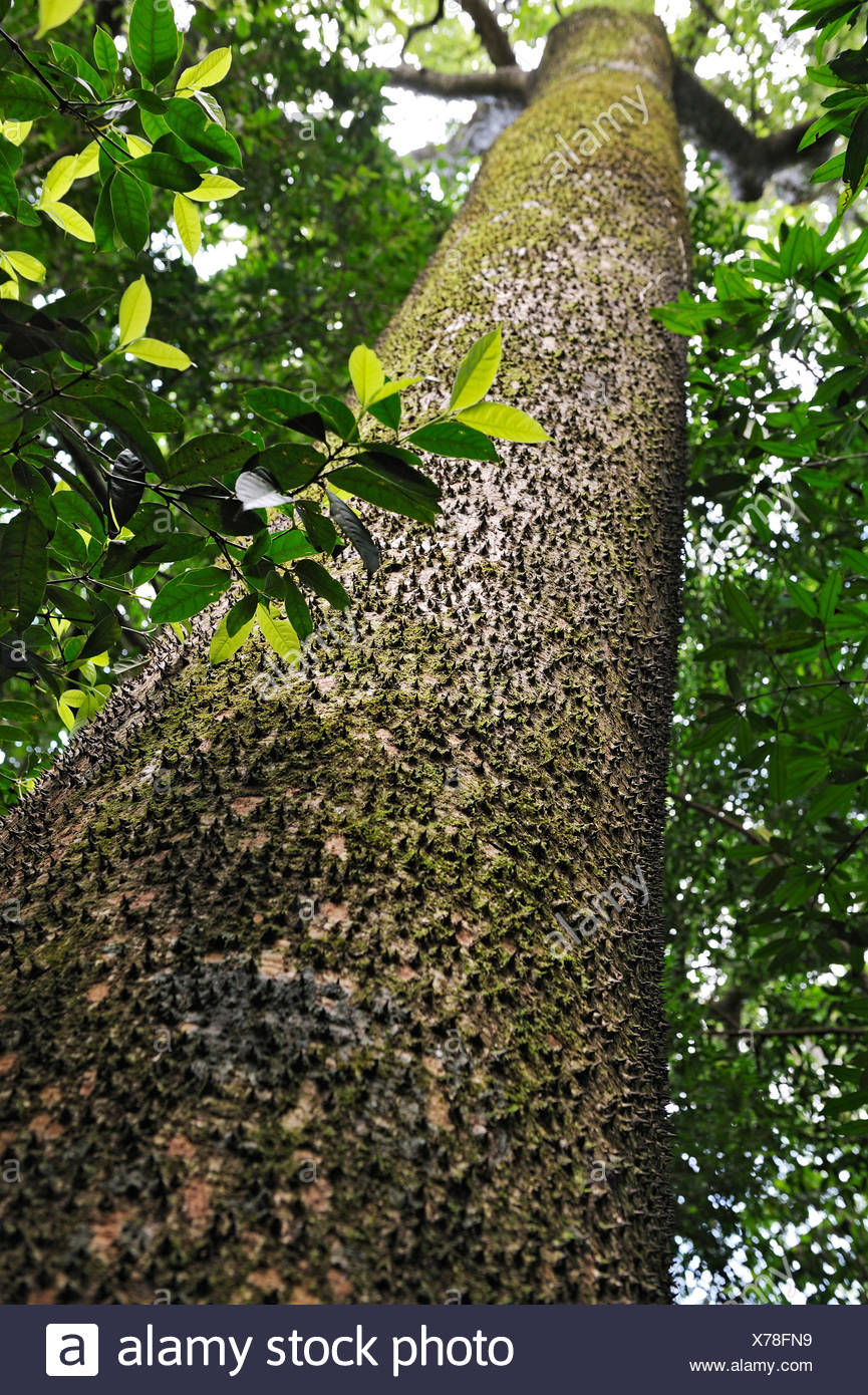 Possumwood High Resolution Stock Photography and Images - Alamy