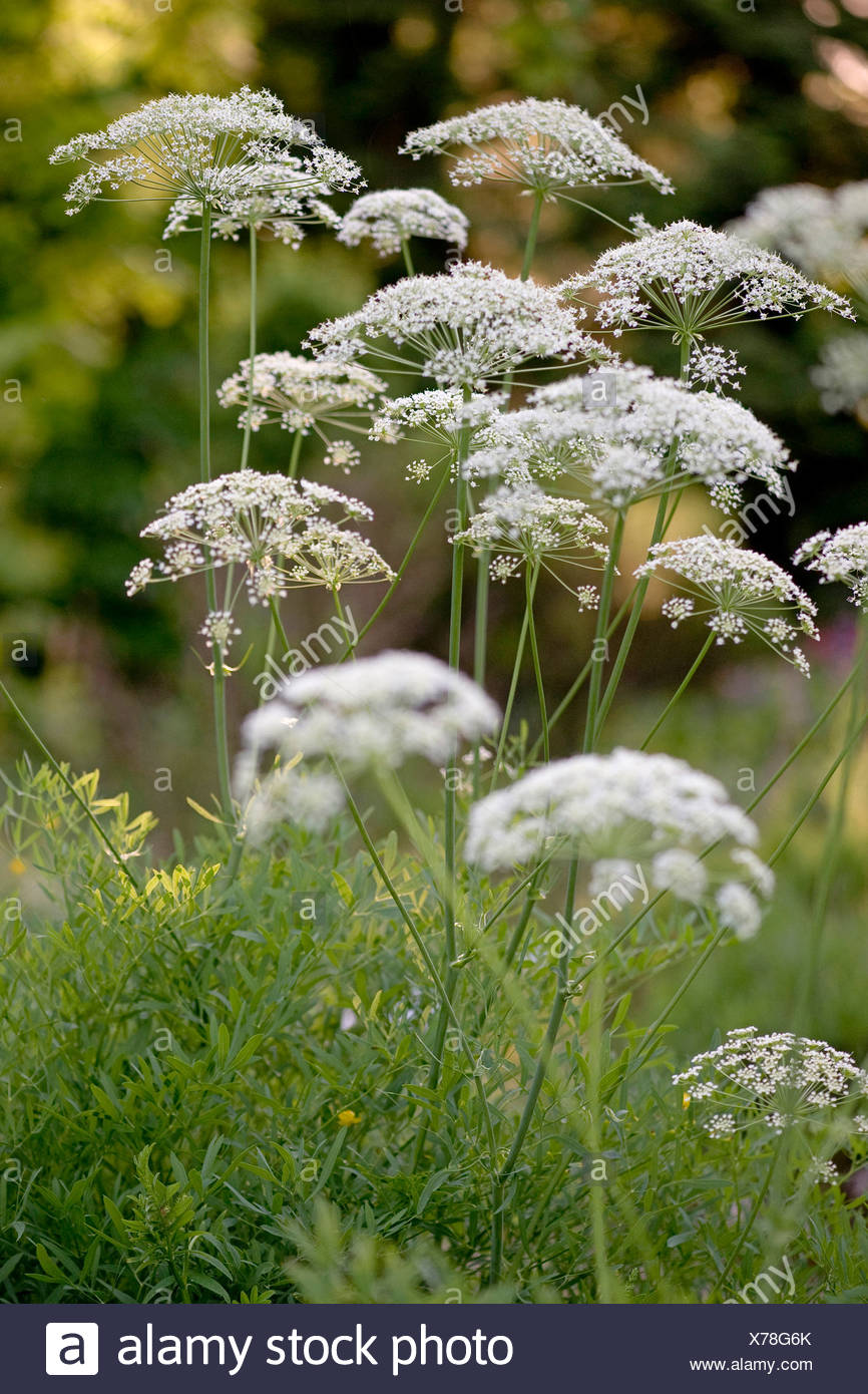 Laserpitium Siler High Resolution Stock Photography and Images - Alamy