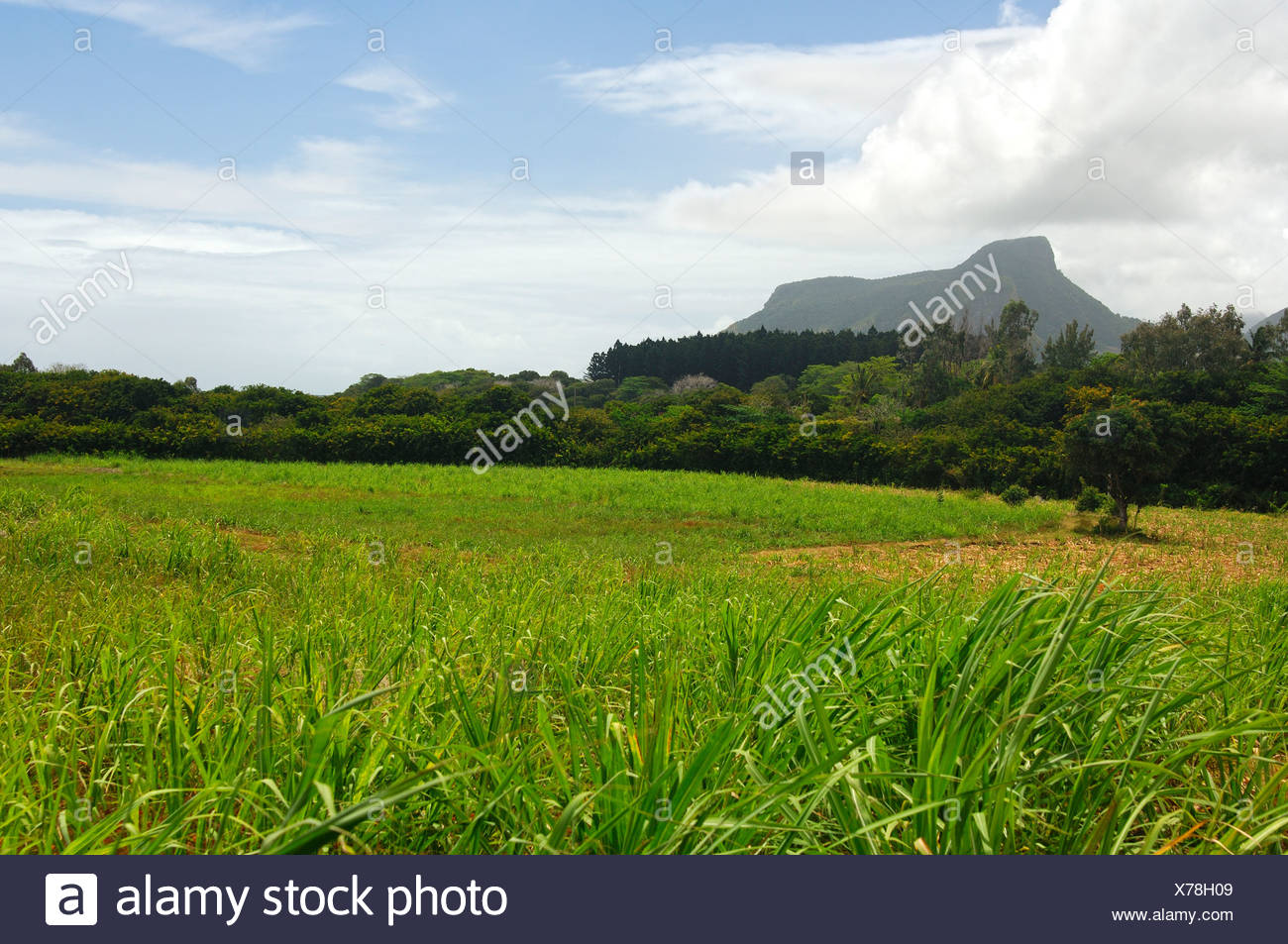 Mauritius Farming Stock Photos & Mauritius Farming Stock Images - Alamy