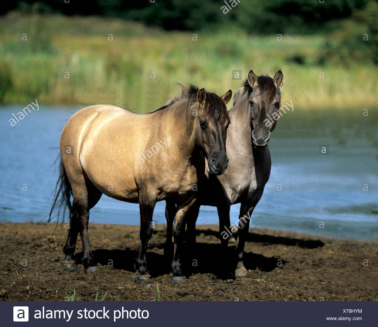 Horses Standing Next To Each Other Stock Photos & Horses Standing Next ... Horses Standing Next To Each Other Stock Photos & Horses Standing Next ...