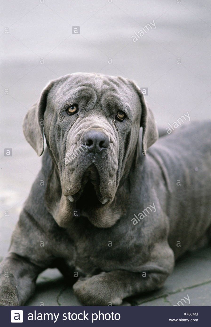 Mastino High Resolution Stock Photography and Images - Alamy