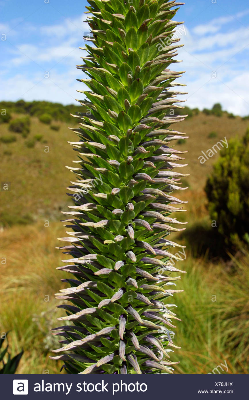 Giant Groundsel Plants High Resolution Stock Photography and Images - Alamy