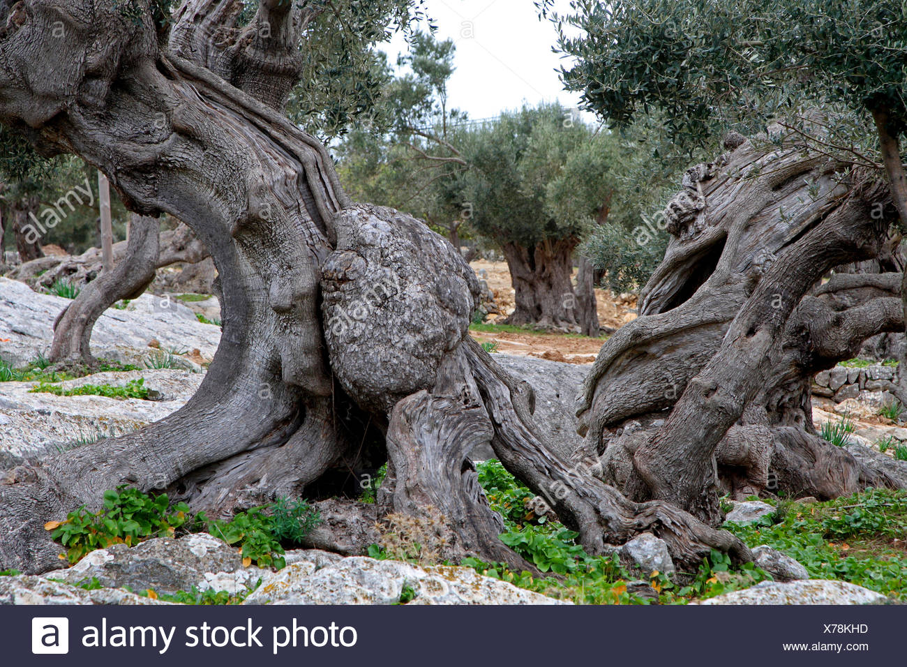 Olive Trees Spain Stock Photos & Olive Trees Spain Stock Images - Alamy
