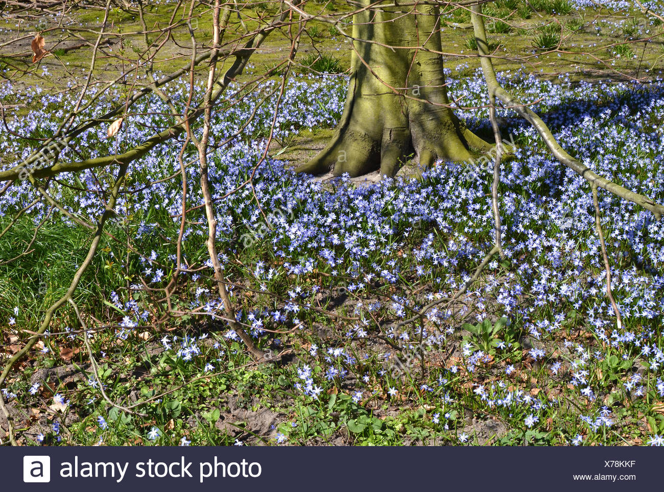 Bulbous Tree Trunk Stock Photos & Bulbous Tree Trunk Stock Images - Alamy