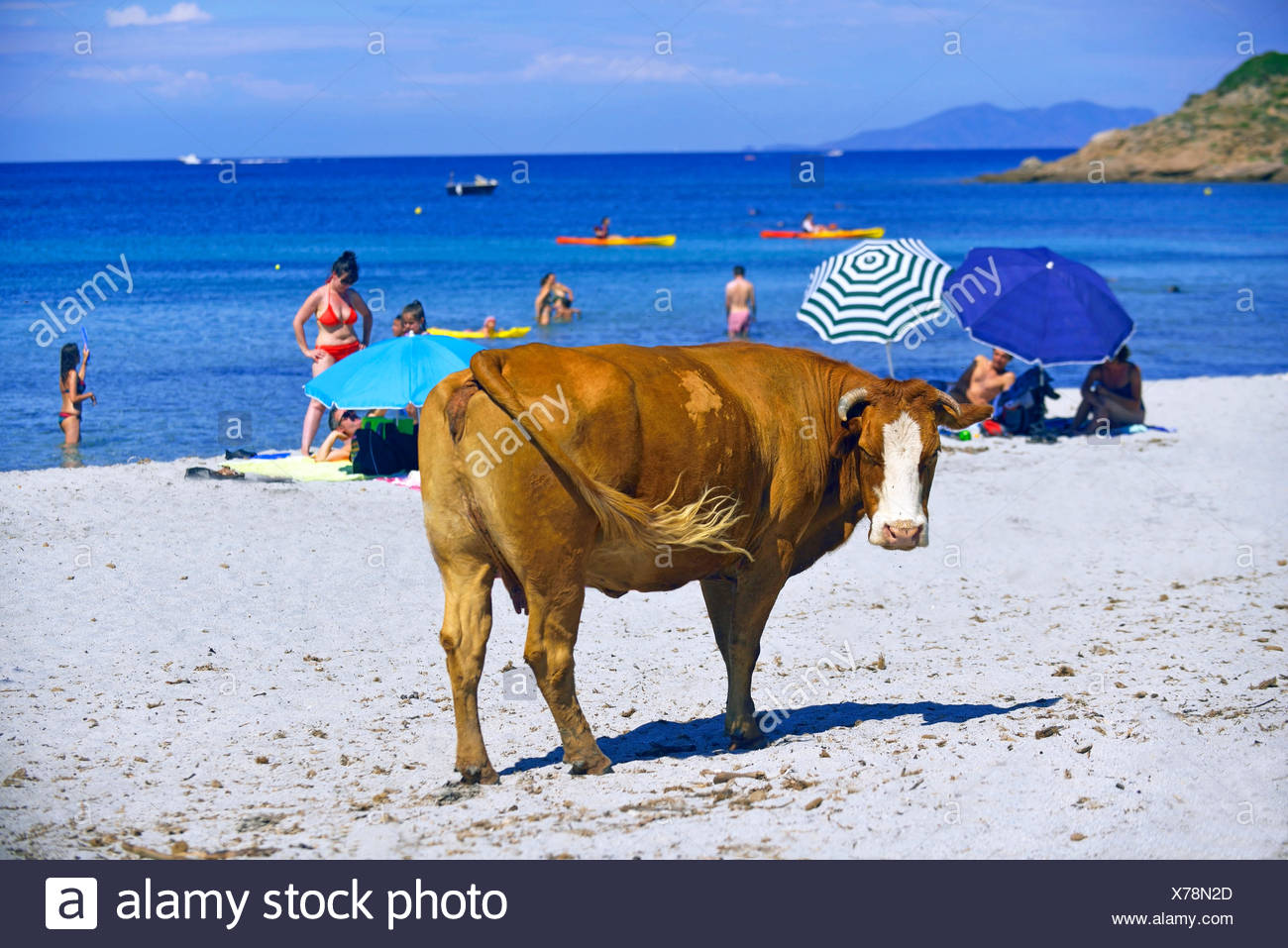 Bathing Cow Funny High Resolution Stock Photography and Images - Alamy