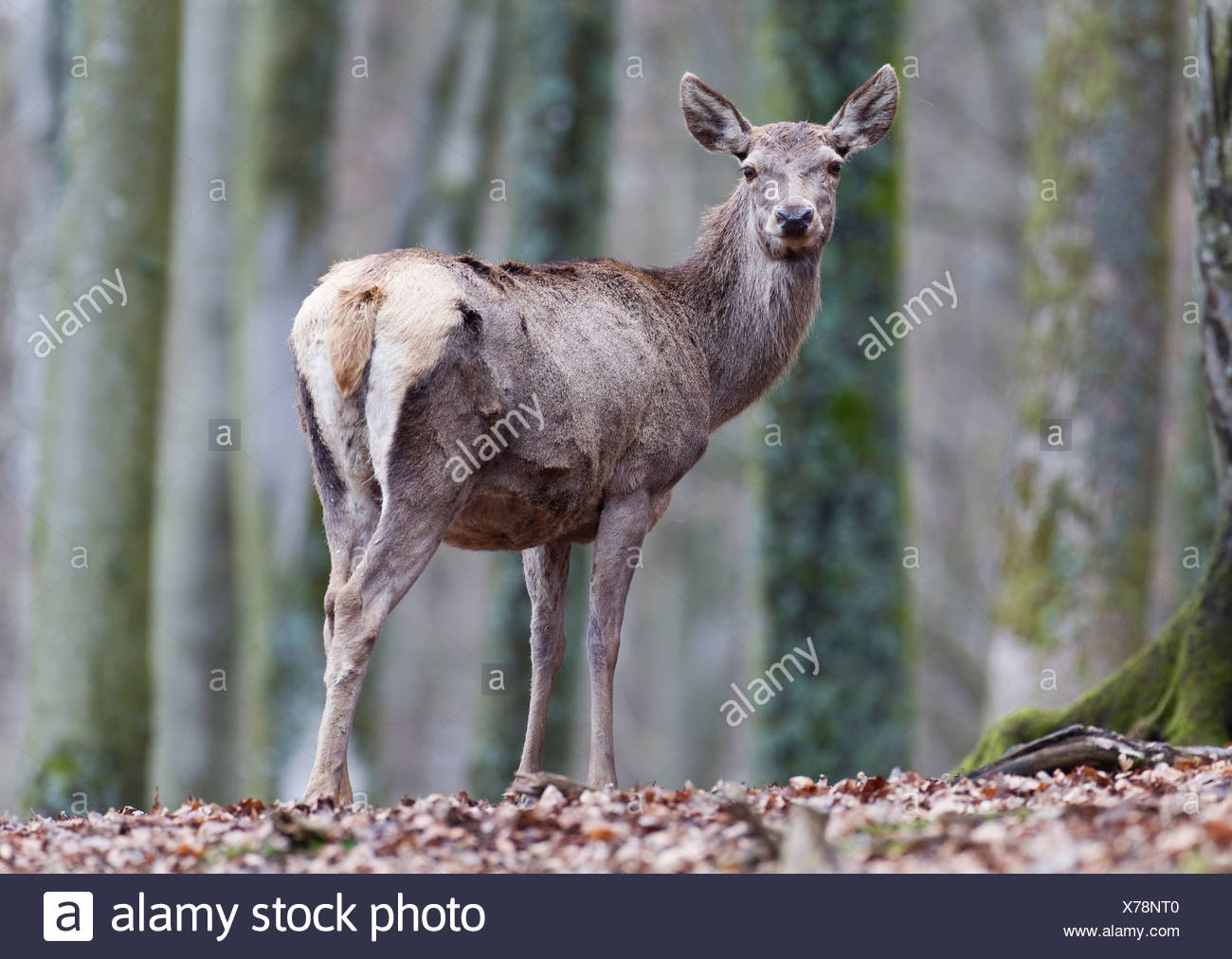 Red Deer Cervus Elaphus Female High Resolution Stock Photography and ...