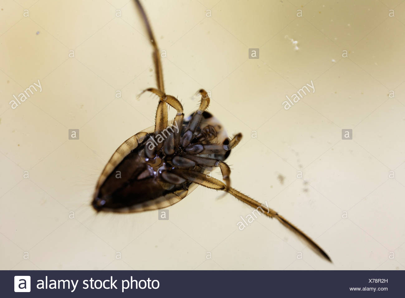 Notonecta High Resolution Stock Photography and Images - Alamy