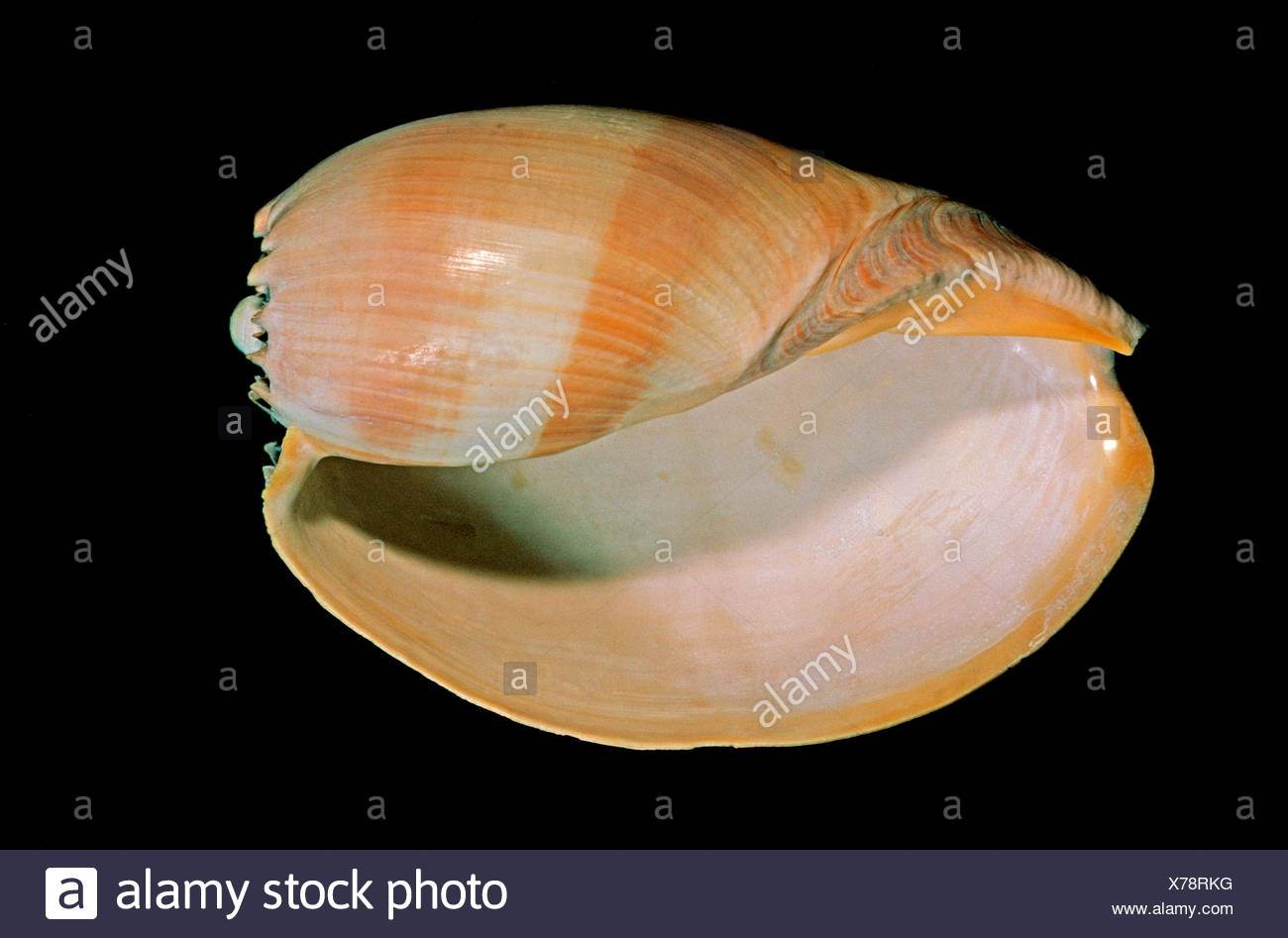 Cymbium High Resolution Stock Photography and Images - Alamy