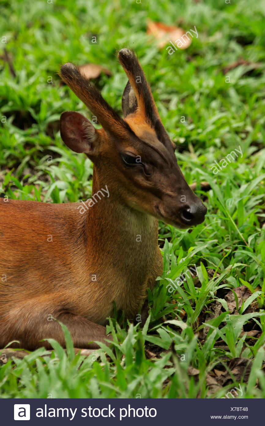 South East Asian Deer Stock Photos & South East Asian Deer Stock Images ...