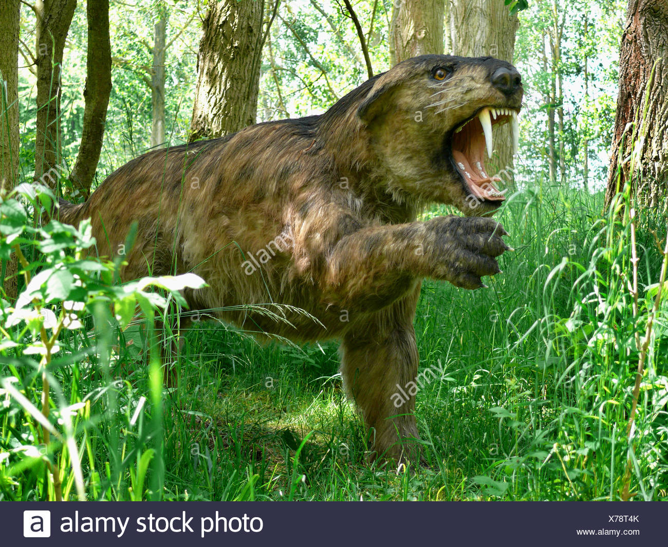 Scary Clearing High Resolution Stock Photography and Images - Alamy
