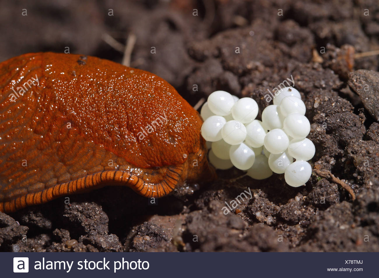 Orange Slug Stock Photos & Orange Slug Stock Images - Alamy