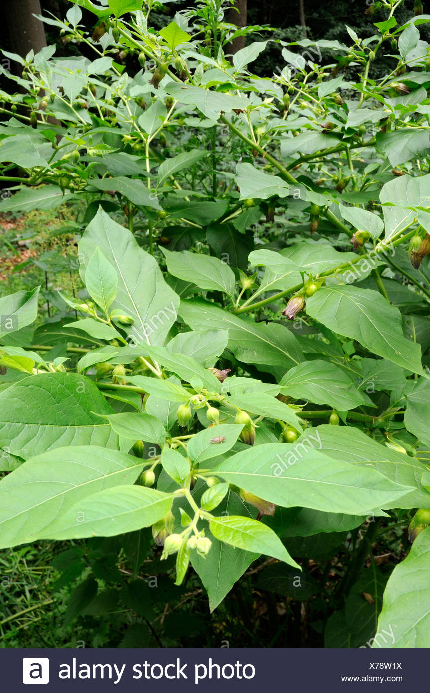 Deadly Nightshade Plant High Resolution Stock Photography and Images ...