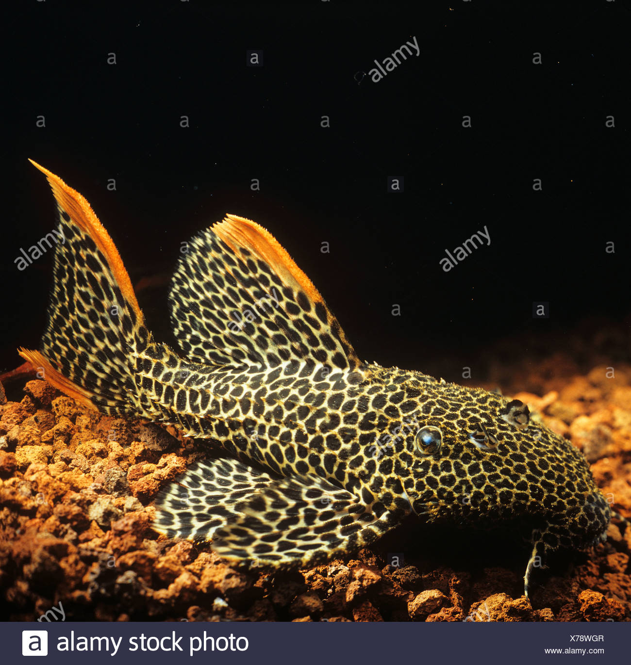 Pleco Fish Stock Photos & Pleco Fish Stock Images - Alamy