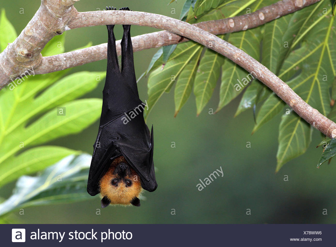 Fruit Bats High Resolution Stock Photography and Images - Alamy