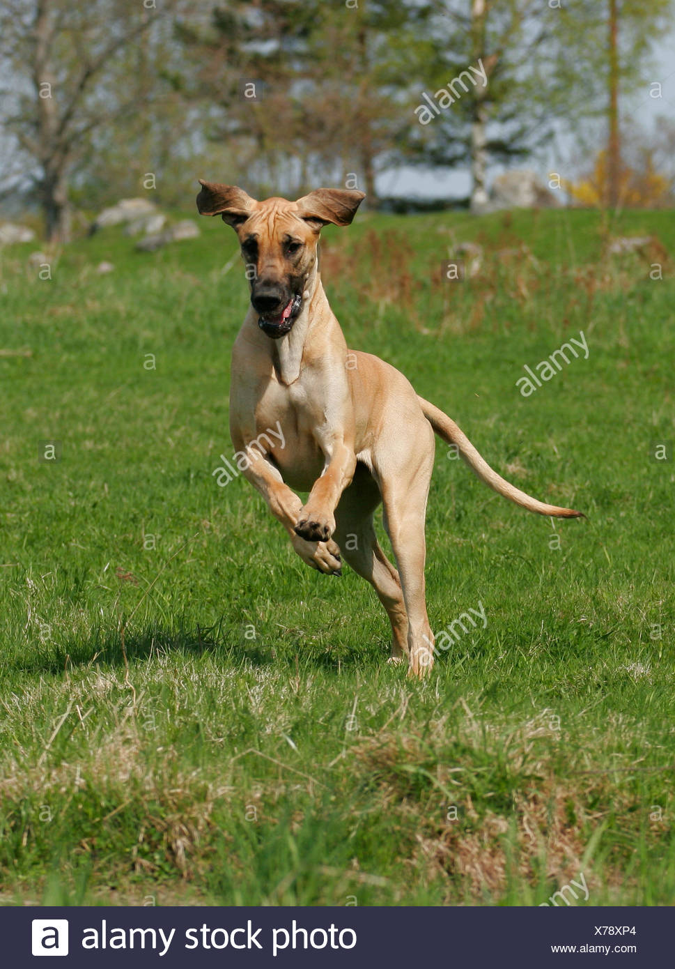 Danois High Resolution Stock Photography and Images - Alamy