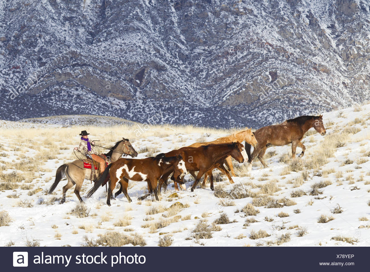 Cowboy Driving Horses Stock Photos & Cowboy Driving Horses Stock Images ...