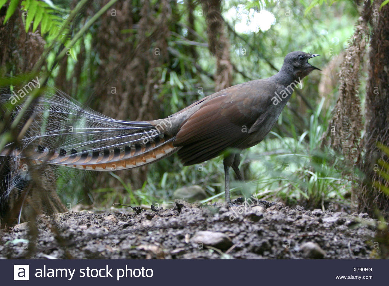 Superb Lyrebird High Resolution Stock Photography and Images - Alamy