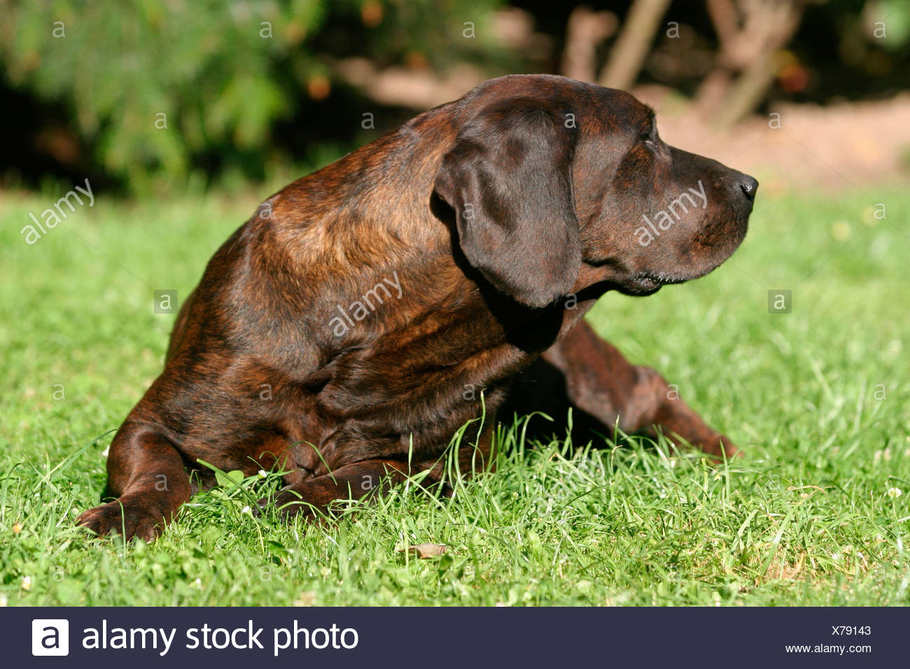 Hanover Hound Stock Photos & Hanover Hound Stock Images - Alamy