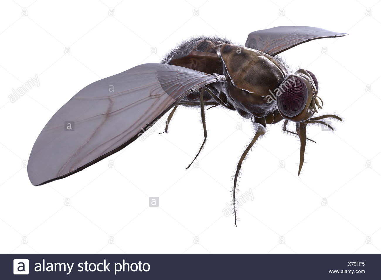 Tsetse Fly High Resolution Stock Photography and Images - Alamy