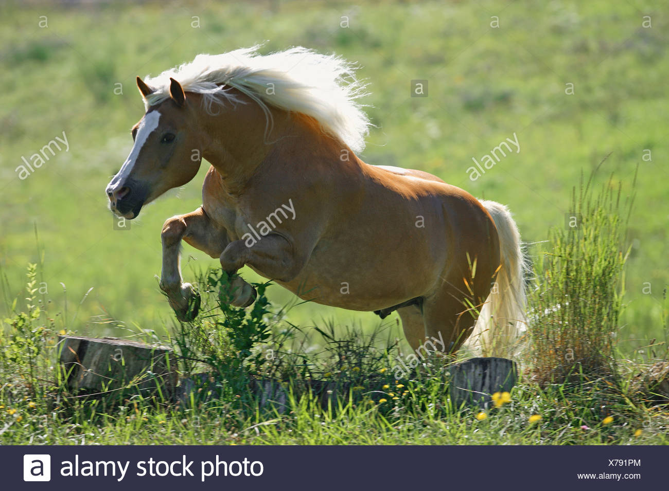 Haflinger Horse Jumping High Resolution Stock Photography and Images ...