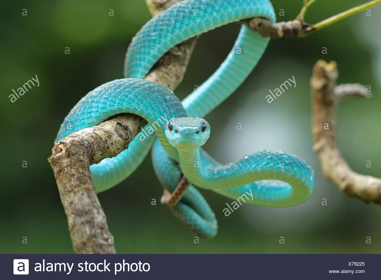 Blue Beauty Snake High Resolution Stock Photography and Images - Alamy