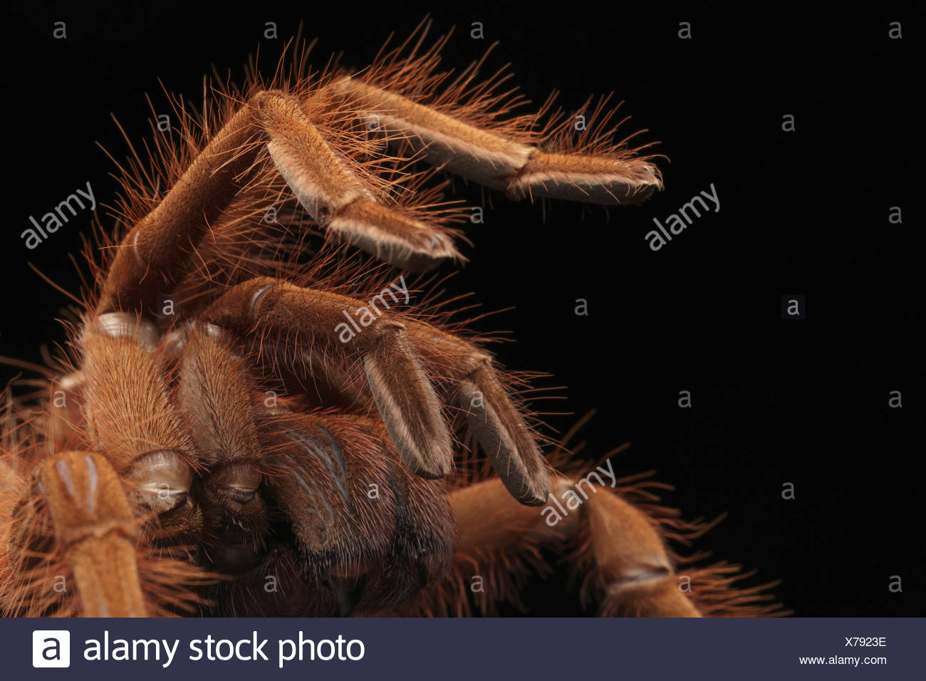 Goliath Pinkfoot Tarantula High Resolution Stock Photography and Images ...