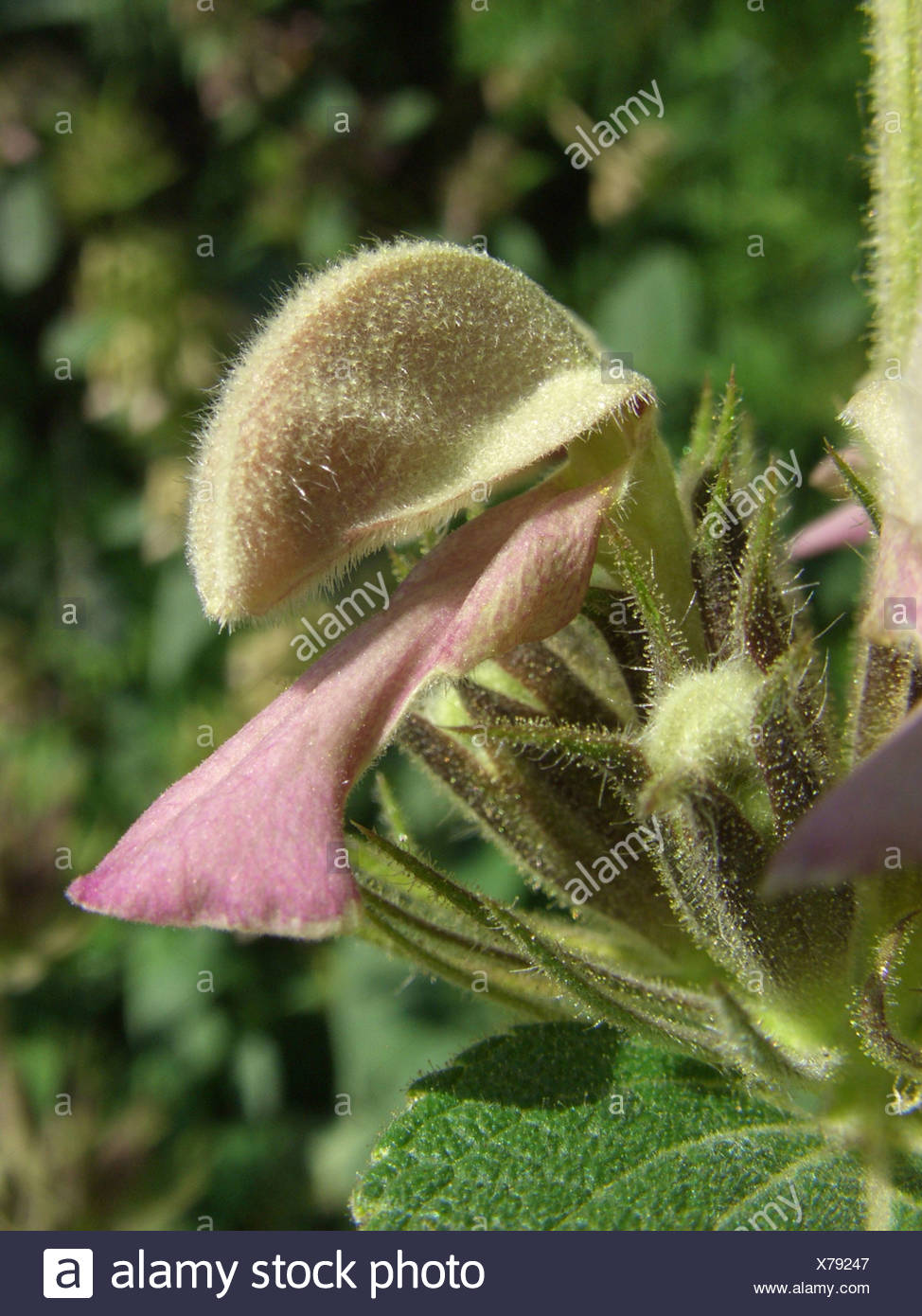 Chamaephytes Stock Photos & Chamaephytes Stock Images - Alamy