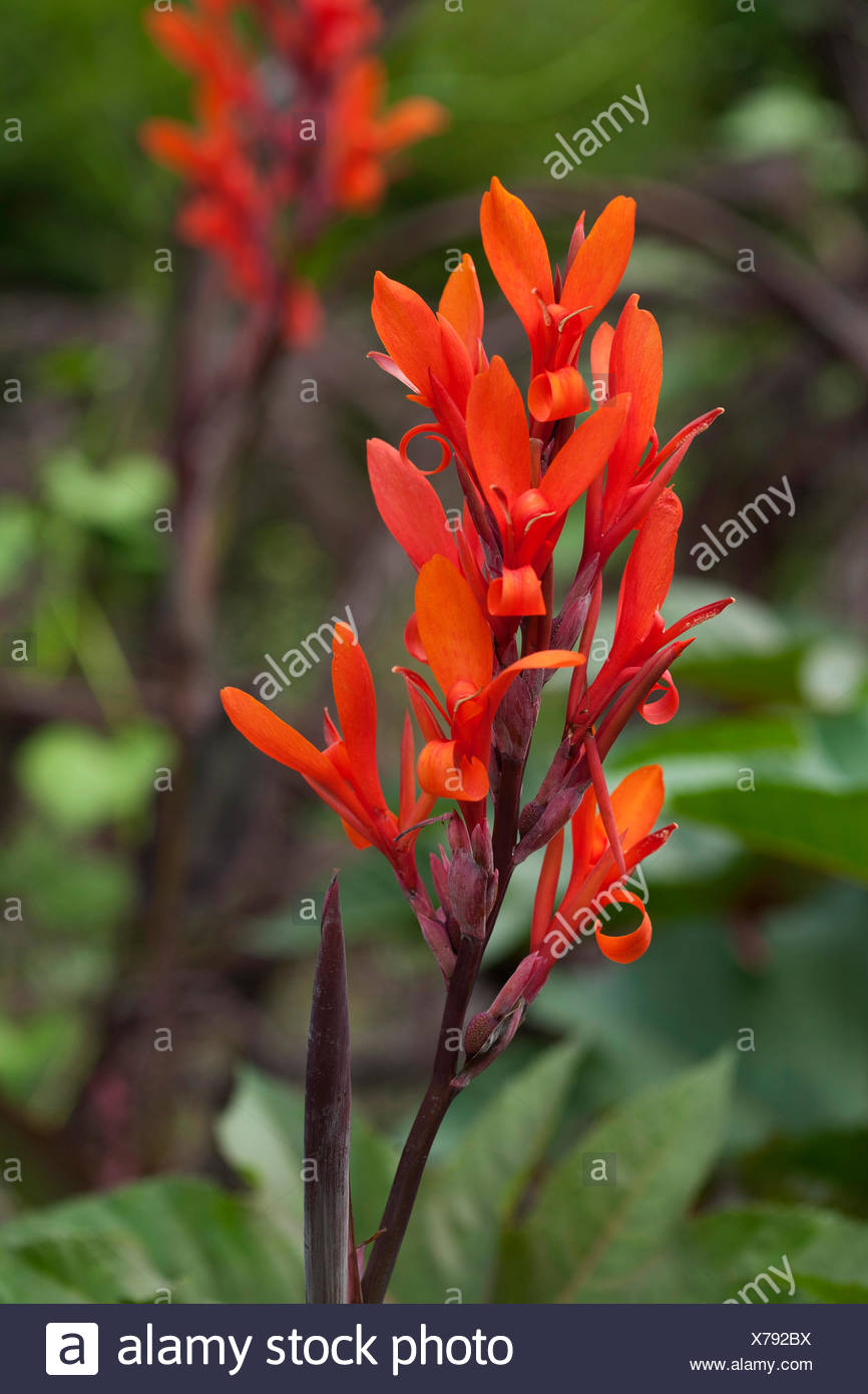 Canna Perennial High Resolution Stock Photography and Images - Alamy