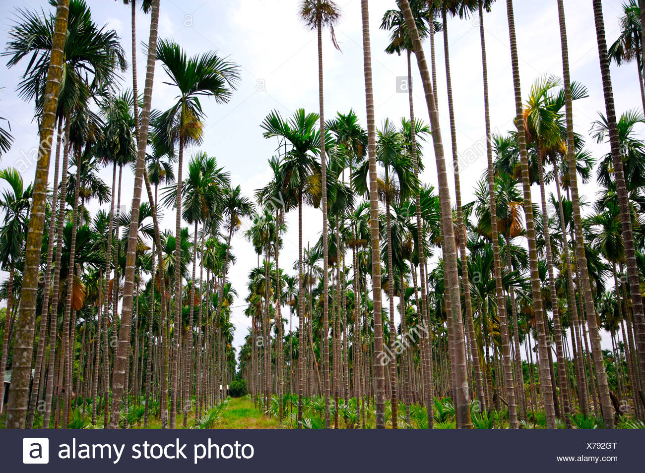 Betel Nut Trees Stock Photos & Betel Nut Trees Stock Images - Alamy