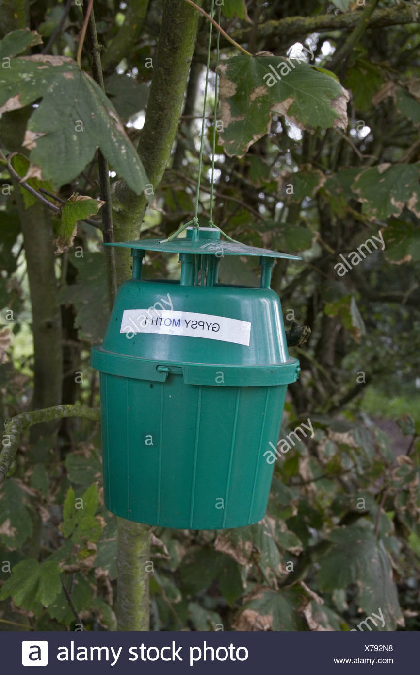 Moth Traps Stock Photos & Moth Traps Stock Images - Alamy