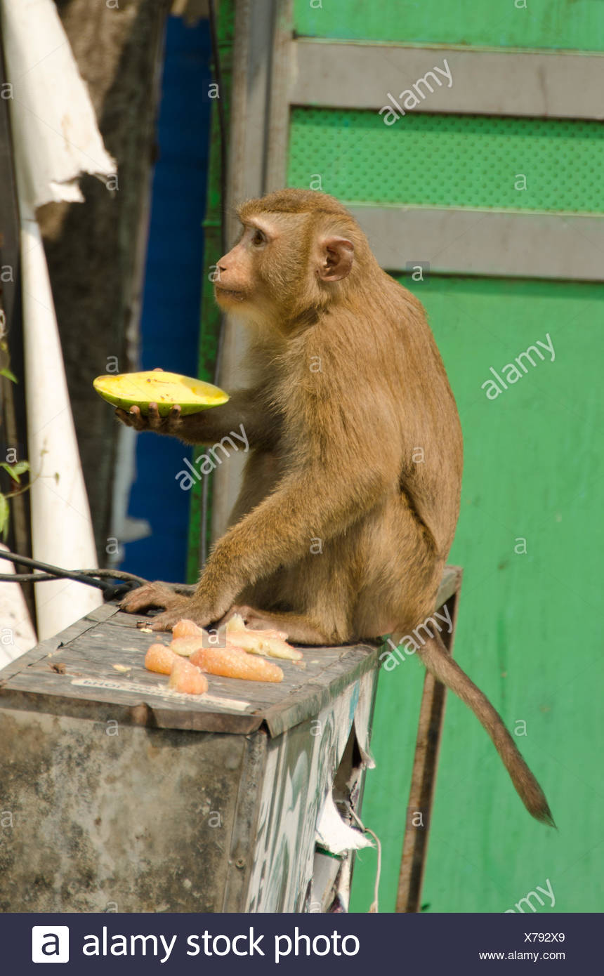 Eating Mango Animal High Resolution Stock Photography and Images - Alamy