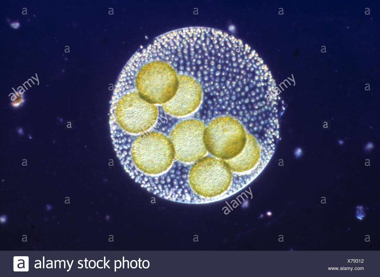 Volvox Aureus Volvox Aureus High Resolution Stock Photography and ...