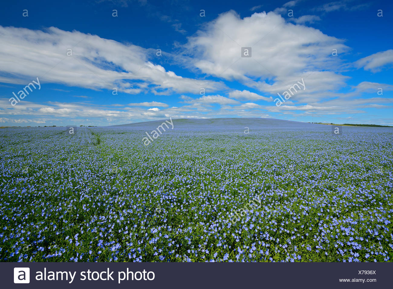 Flax Fields High Resolution Stock Photography and Images - Alamy