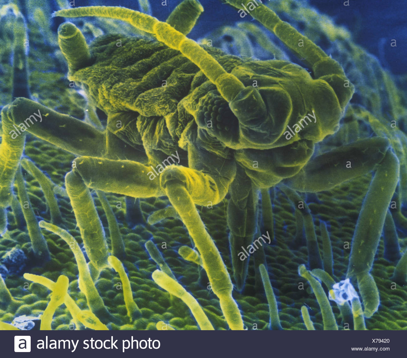 Scientific Micrograph Stock Photos & Scientific Micrograph Stock Images ...