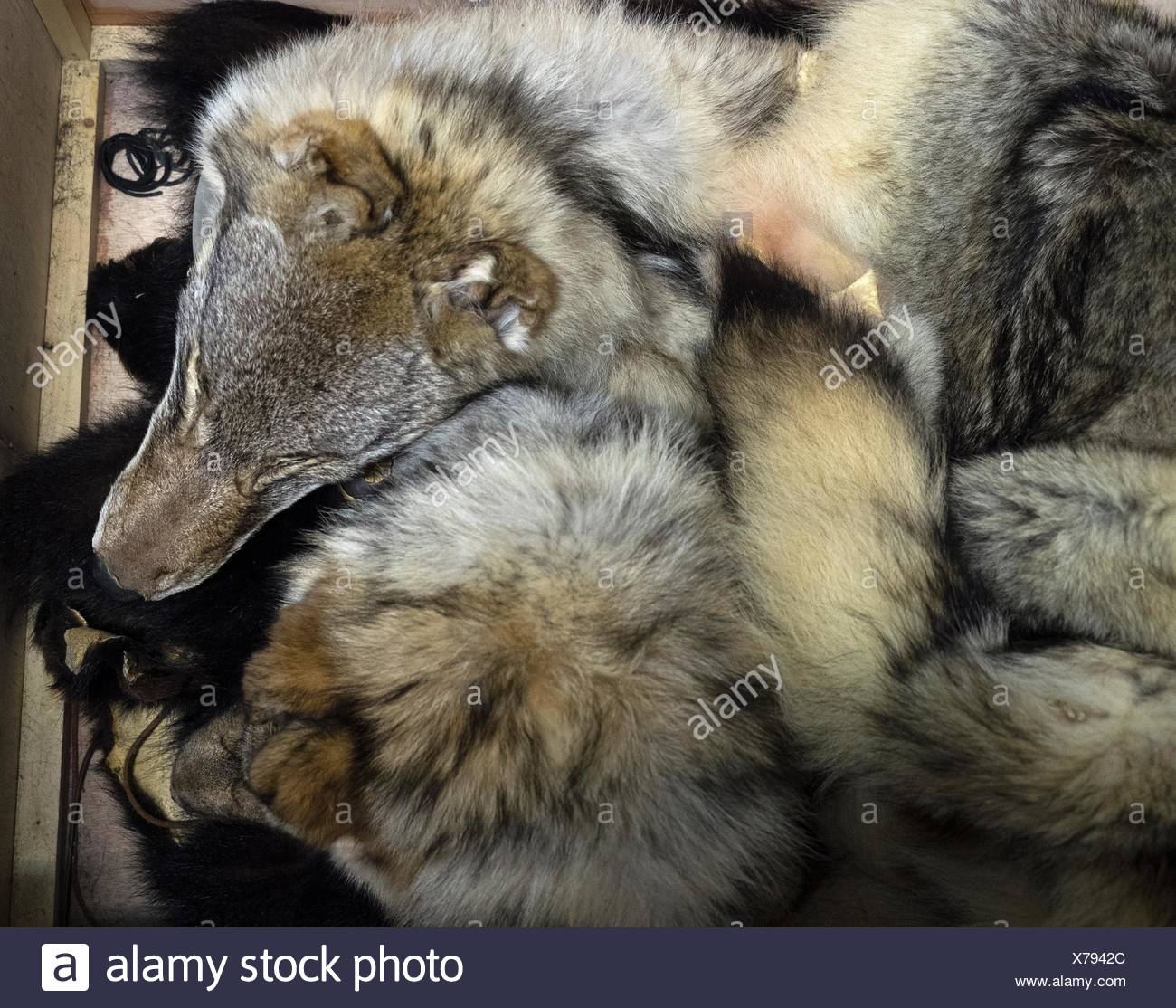 Roman Military Uniform Stock Photos & Roman Military Uniform Stock ...