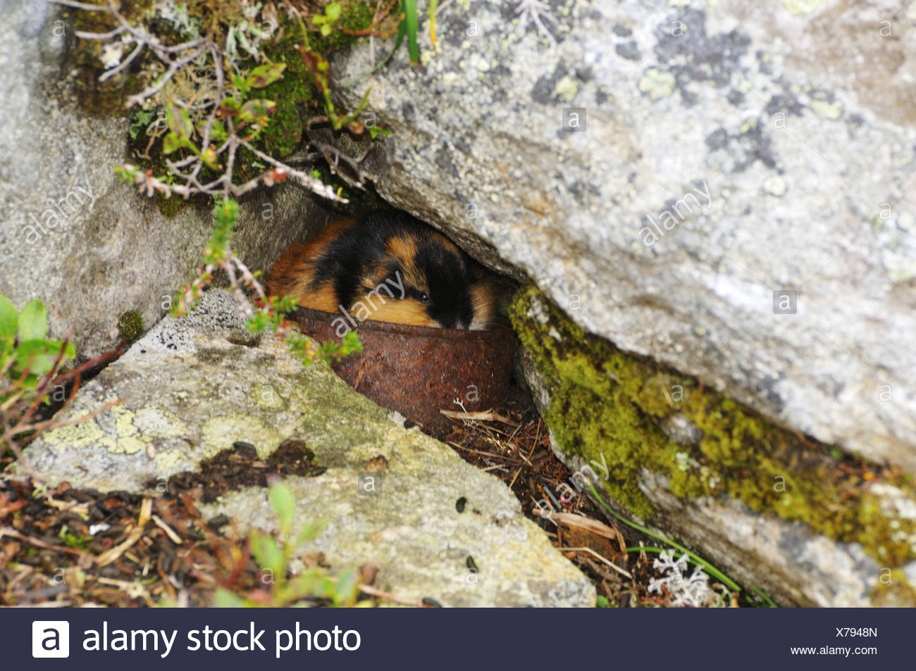 Lemmings Lemming High Resolution Stock Photography and Images - Alamy