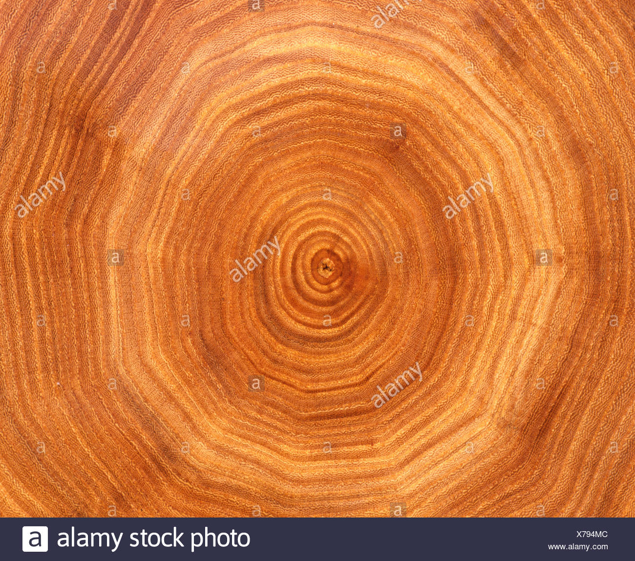 Cross Section Of Timber High Resolution Stock Photography and Images ...
