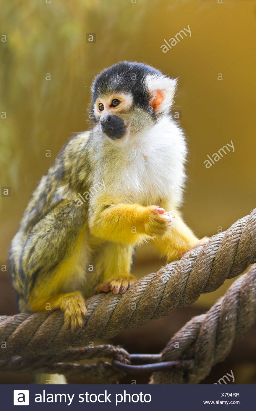 Deaths Head Monkey Stock Photos & Deaths Head Monkey Stock Images - Alamy