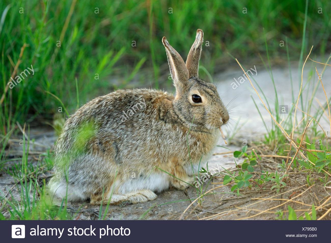 Adult Nuttalls Cottontail Sylvilagus Nuttallii High Resolution Stock ...
