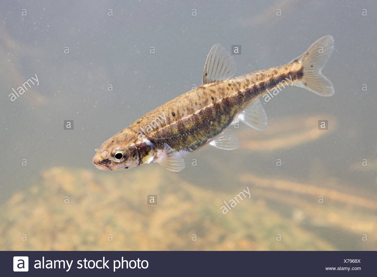 Freshwater Minnow High Resolution Stock Photography and Images - Alamy