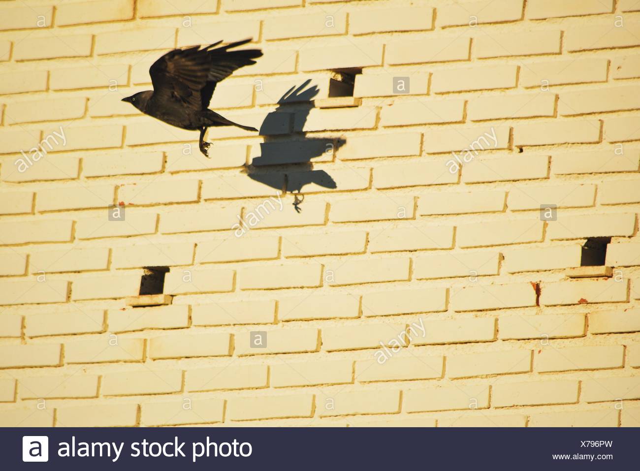 Flying Bird Shadow Stock Photos & Flying Bird Shadow Stock Images - Alamy