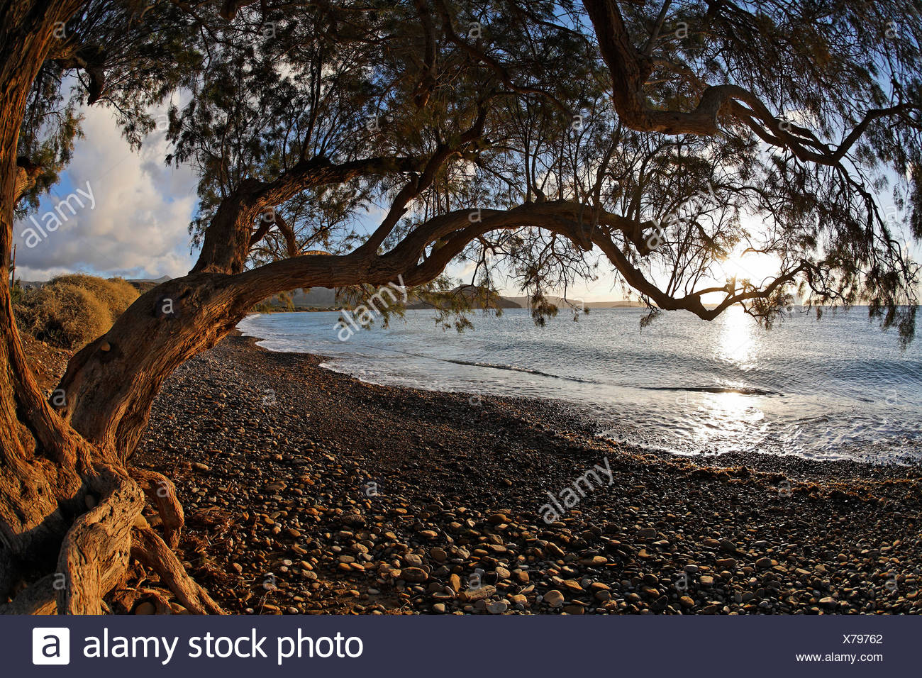 Tamarix Africana High Resolution Stock Photography and Images - Alamy